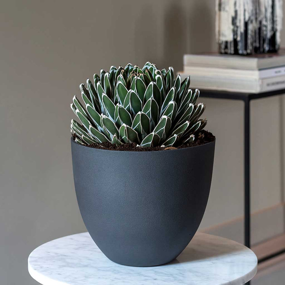 Coral Refined Planter - Pine Green - Quality Planters | Hortology ...