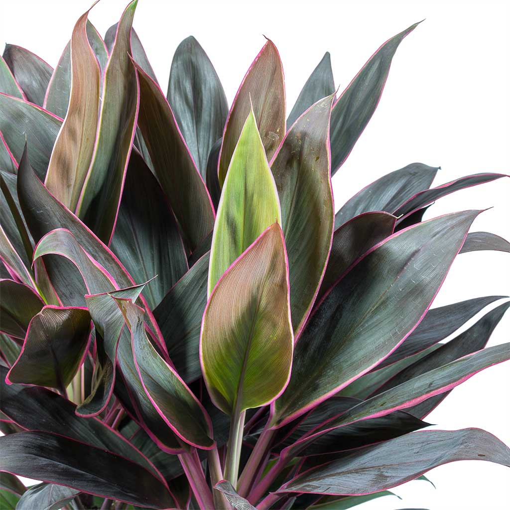 Cordyline fruticosa Rumba - Hawaiian Ti Indoor Plants | Hortology ...