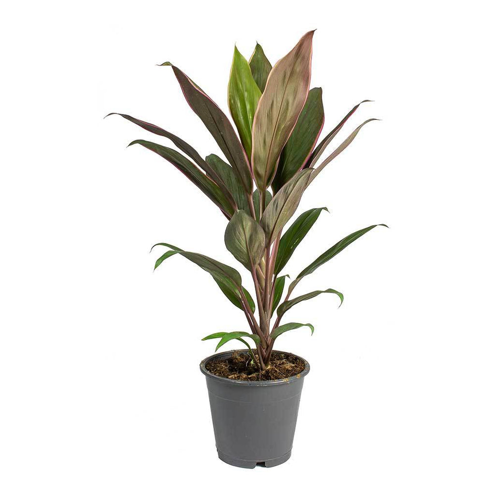 Cordyline fruticosa Rumba - Hawaiian Ti Indoor Plants | Hortology ...