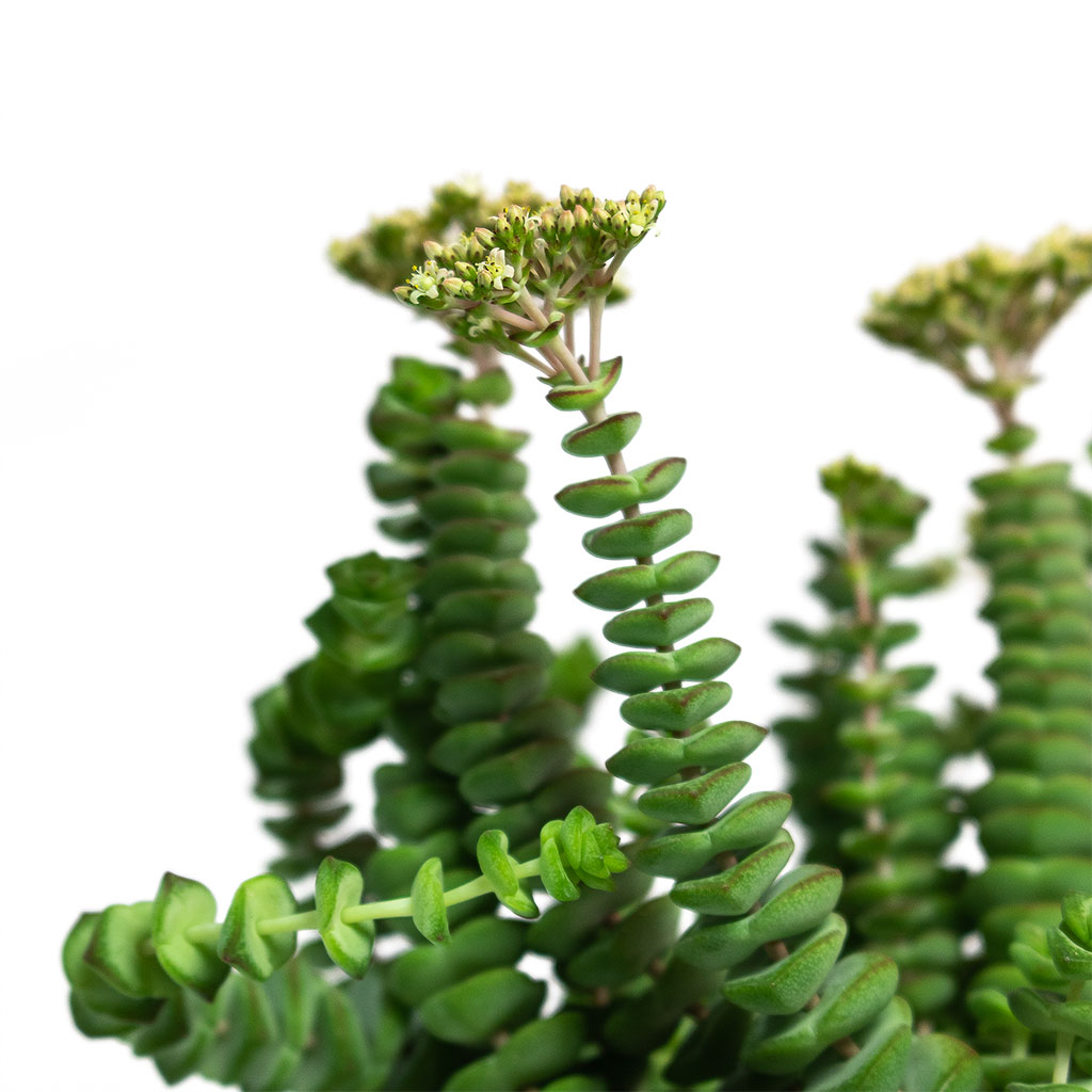 Crassula (Jade Plant) | Easy Care Succulents UK | HORTOLOGY