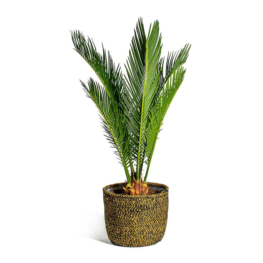 Cycas revoluta - Sago Palm - Quality Indoor Plants | Hortology - HORTOLOGY