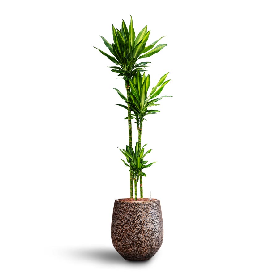 Dracaena Cintho Multi Stem Hydro Indoor Plants - Easy Care| Hortology ...