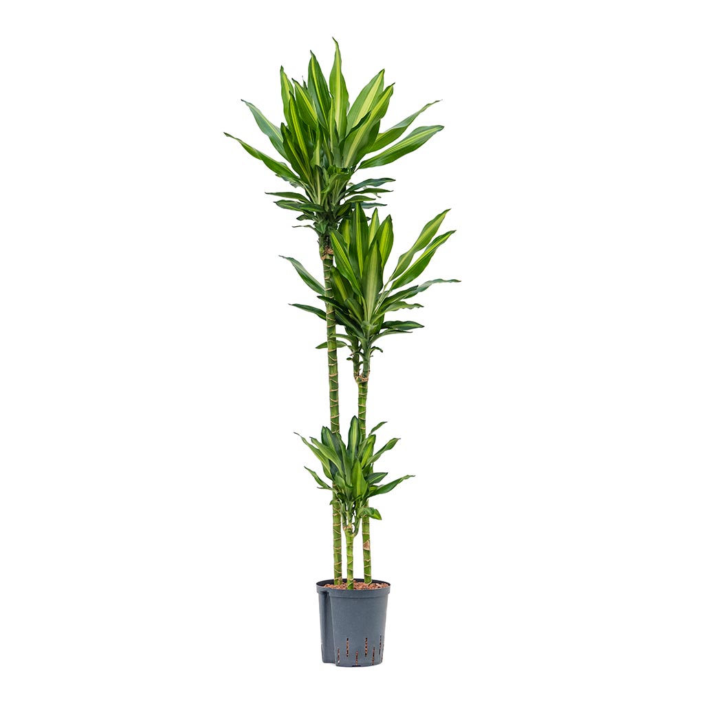 Dracaena Cintho Multi Stem Hydro Indoor Plants - Easy Care| Hortology ...