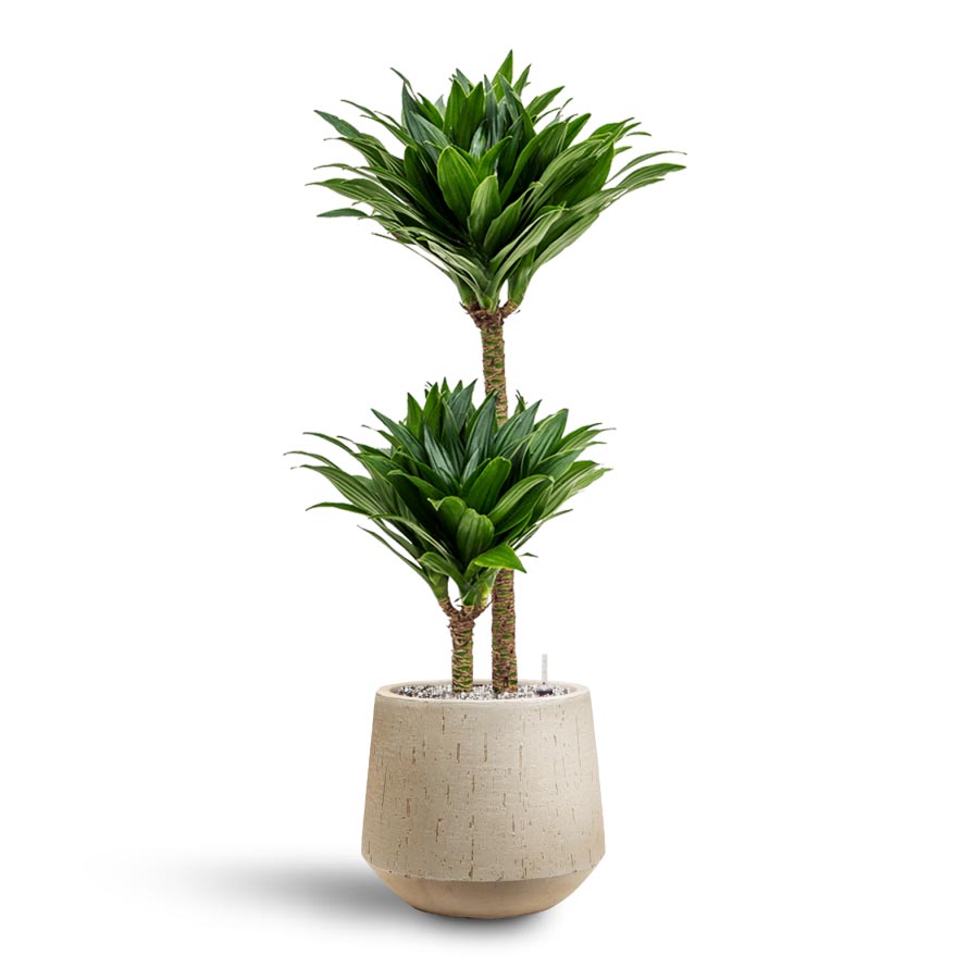 Dracaena Compacta Multi Stem Hydro Indoor Plants - Easy Care ...