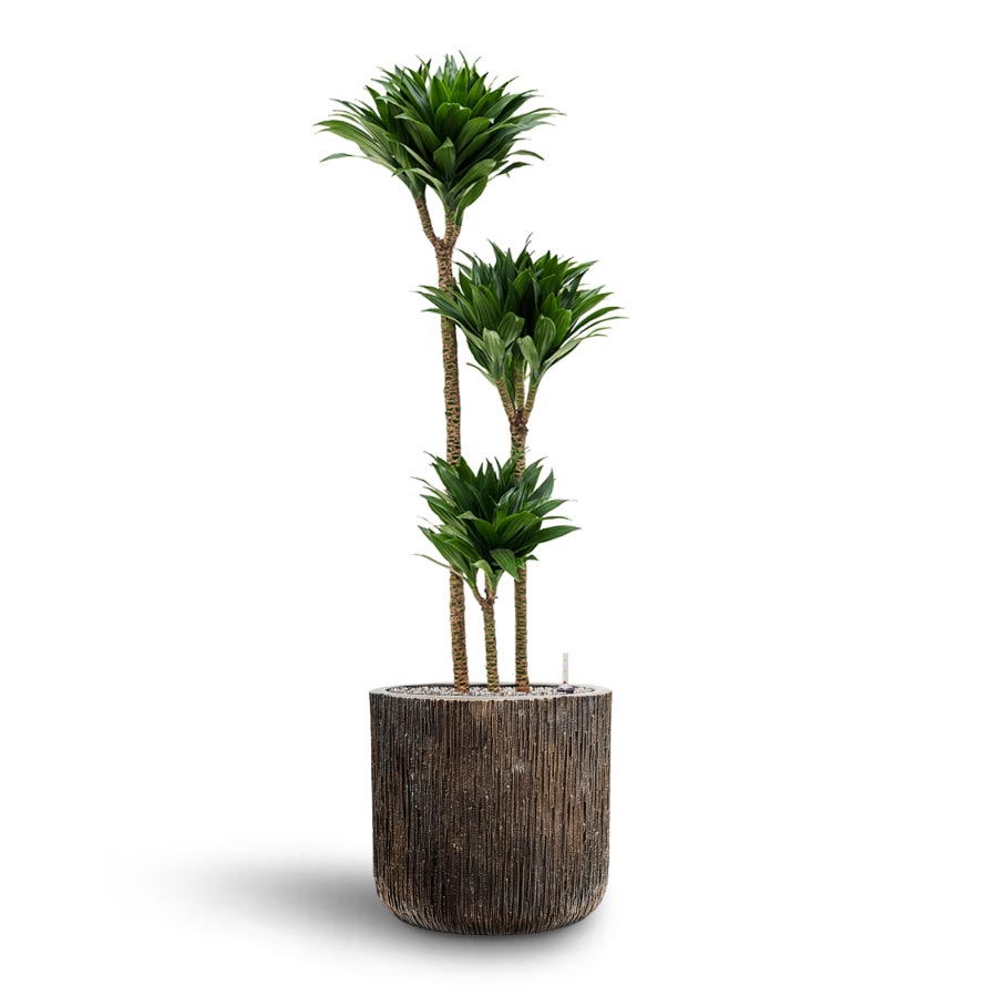 Luxe Lite Waterfall Cylinder Planter - Bronze Planters | Hortology ...