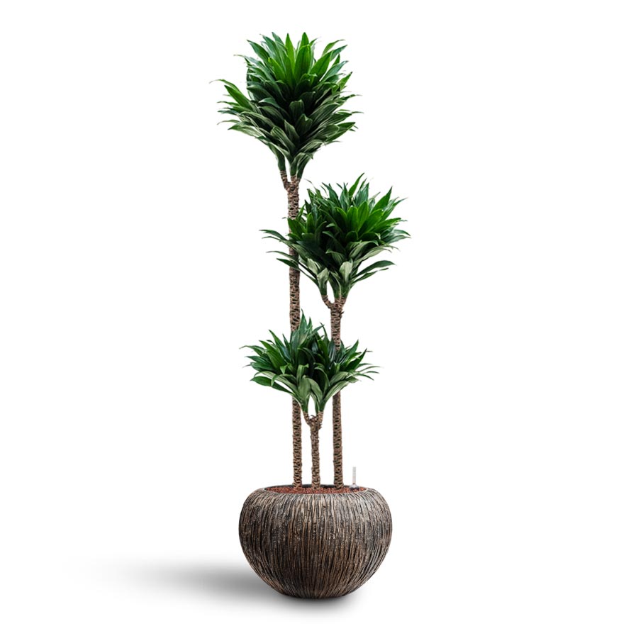 Dracaena Compacta Multi Stem Hydro Indoor Plants - Easy Care ...