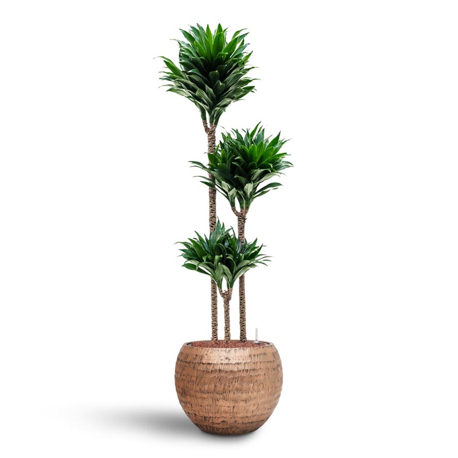 Opus Hammered Globe Planter - Gold - Quality Planters | Hortology ...