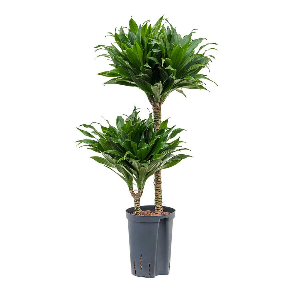 Dracaena Compacta Multi Stem Hydro Indoor Plants - Easy Care ...