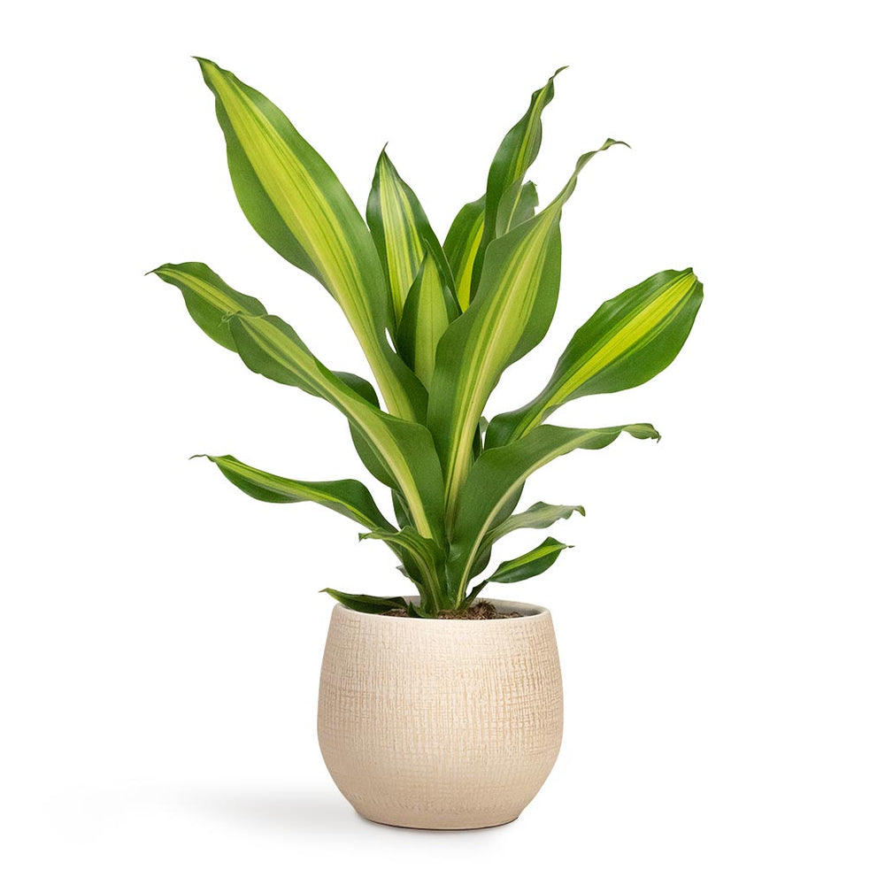 Ryan Plant Pot - Sand Gold - Quality Plant Pots | Hortology - HORTOLOGY