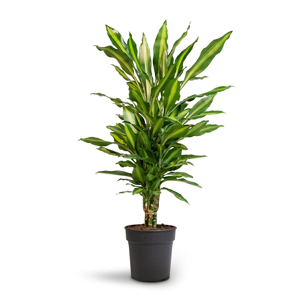 Dracaena fragrans Cintho Plants - Branched - Easy Care | Hortology ...