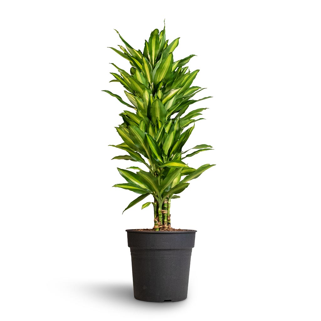 Dracaena fragrans Cintho Plants - Branched - Easy Care | Hortology ...