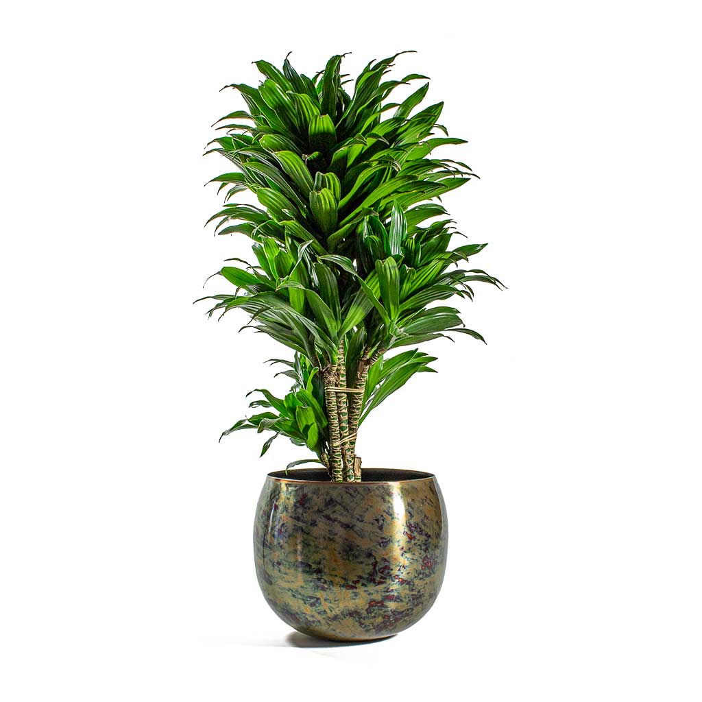 Dracaena fragrans Compacta Plants - Branched - Easy Care | Hortology