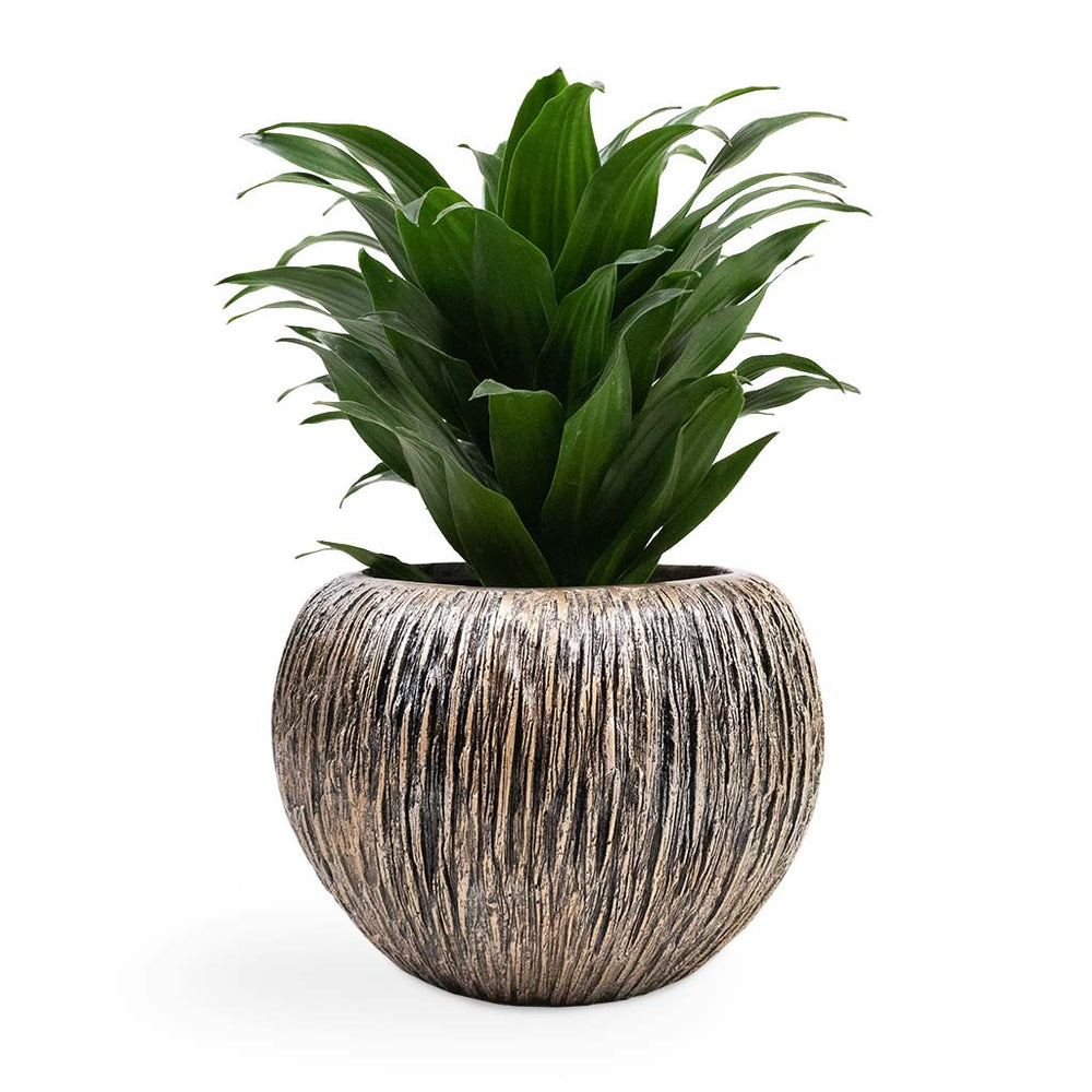 Dracaena fragrans Compacta Indoor Plants - Purify Your Air | Hortology ...