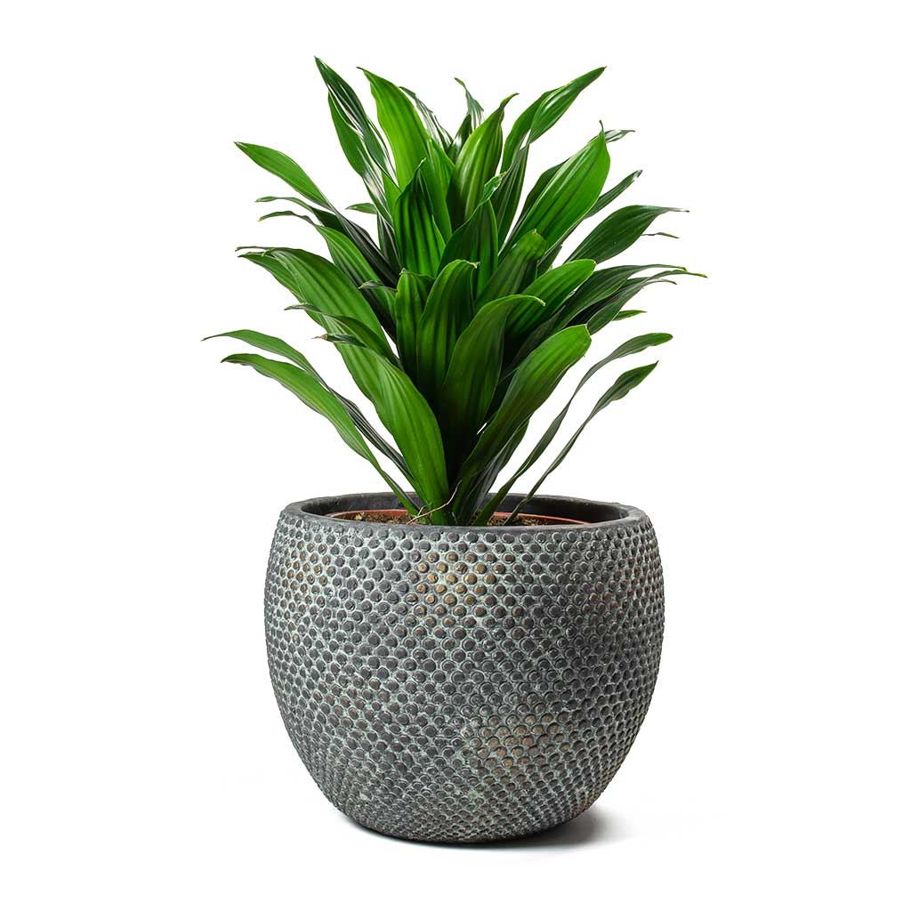 Dracaena fragrans Compacta Indoor Plants - Purify Your Air | Hortology