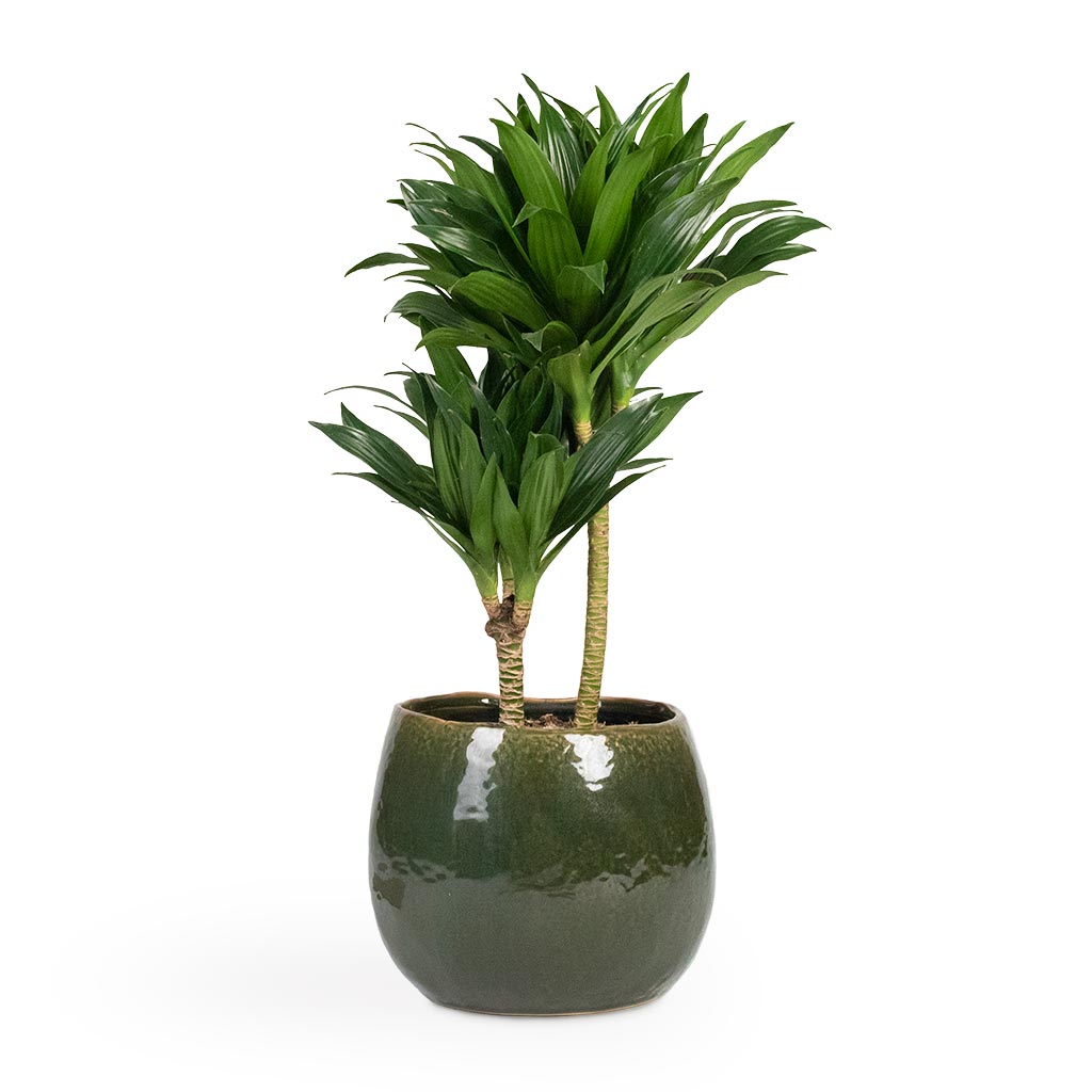Dracaena Fragrans Compacta