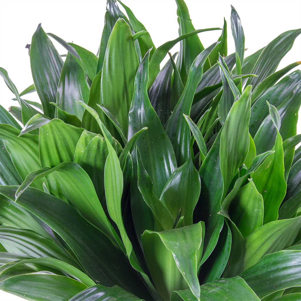 Dracaena fragrans Compacta Plant - Single Stem - Easy Care | Hortology ...