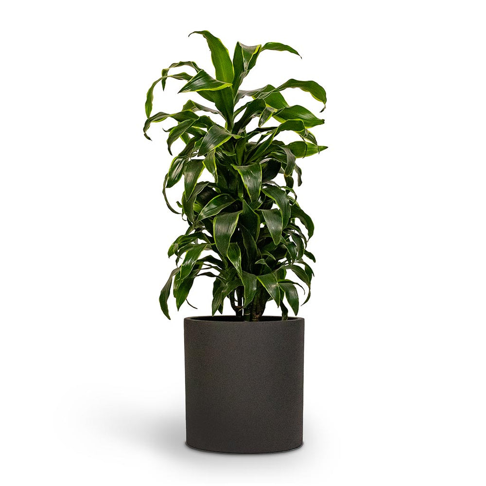 Max Refined Planter - Volcano Black - Quality Planters | Hortology ...
