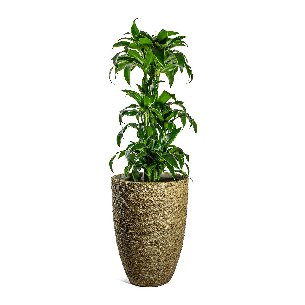 Ben Plant Pot - Straw Grass - Quality Plant Pots | Hortology - HORTOLOGY
