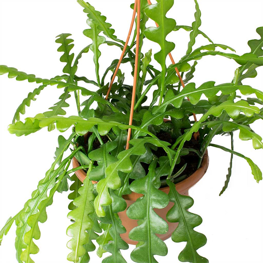 Epiphyllum anguliger - Fishbone Cactus Hanging Plants | Hortology ...
