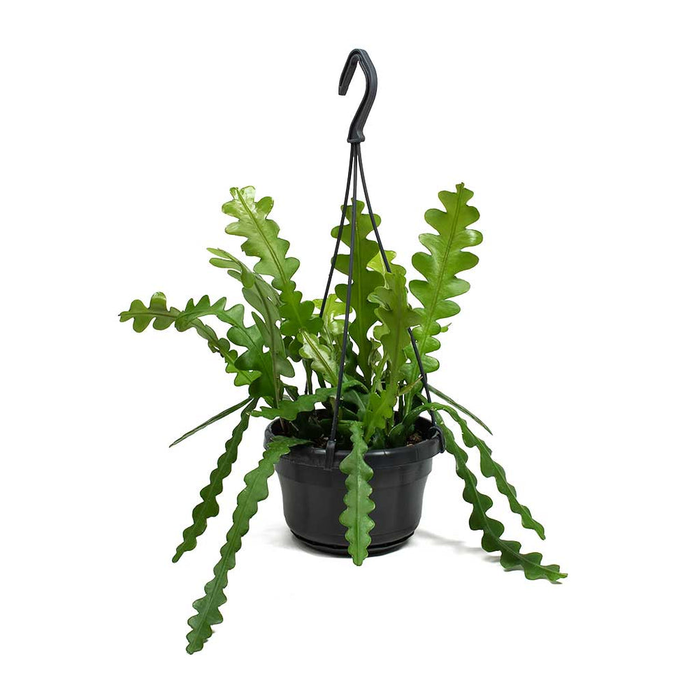 Epiphyllum anguliger - Fishbone Cactus Hanging Plants | Hortology ...