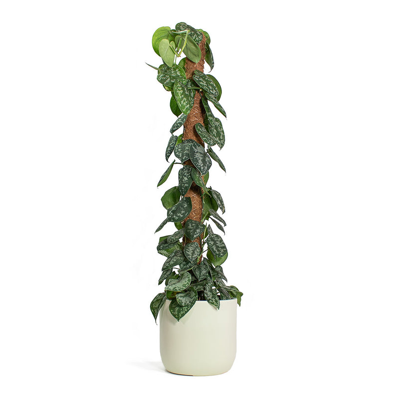 Epipremnum Trebie - Satin Pothos Trebie Plant - Moss Pole | Hortology