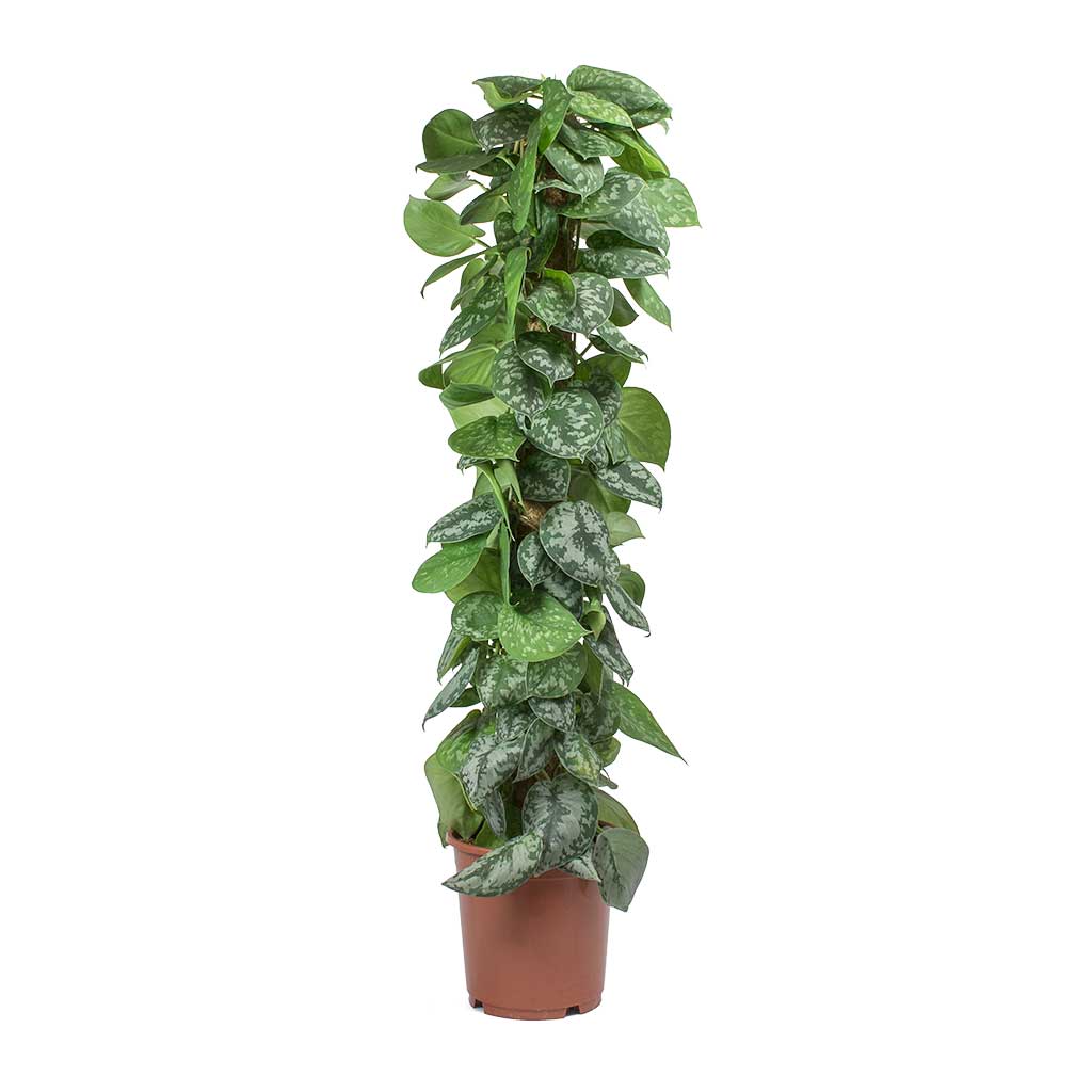 Epipremnum Trebie - Satin Pothos Trebie Plant - Moss Pole | Hortology ...