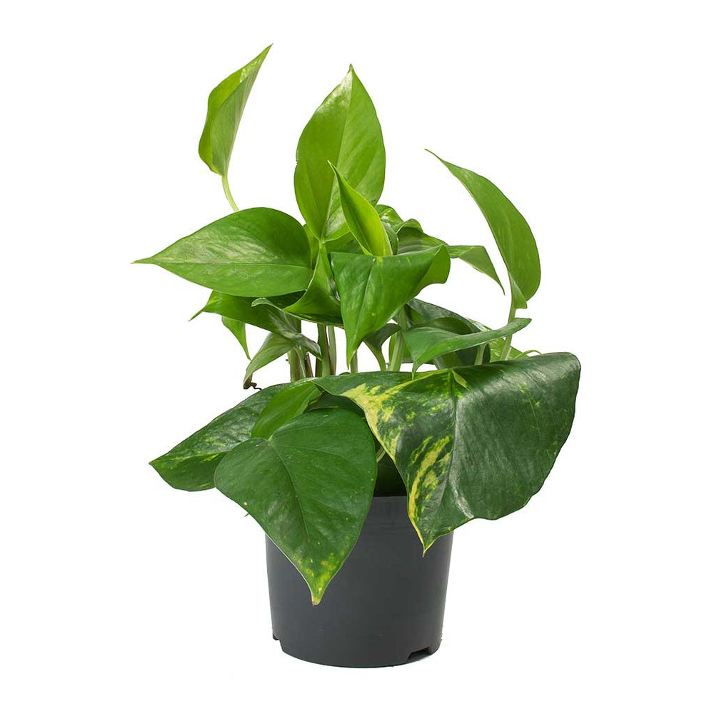 Epipremnum aureum - Golden Pothos Hanging Plants | Hortology - HORTOLOGY