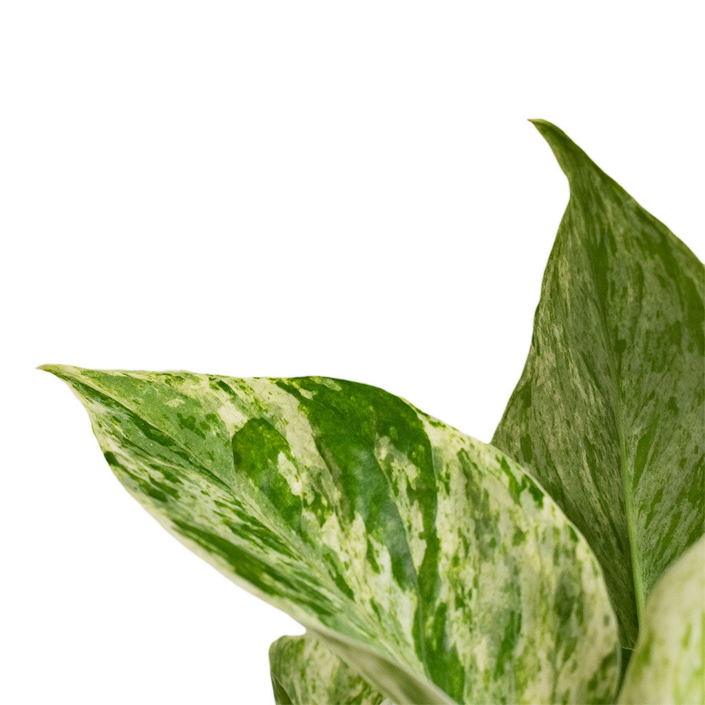 Epipremnum aureum - Marble Queen Pothos - Quality Plants | Hortology ...
