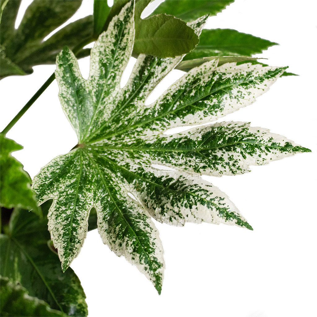 Fatsia japonica - Variegated Japanese Aralia Indoor Plants | Hortology ...