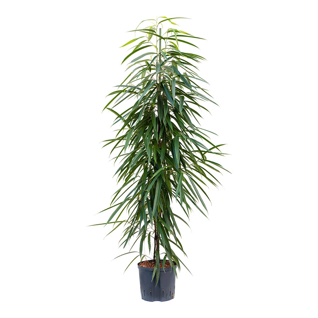 Ficus Alii Hydroculture Indoor Plants - Easy Care | Hortology - HORTOLOGY