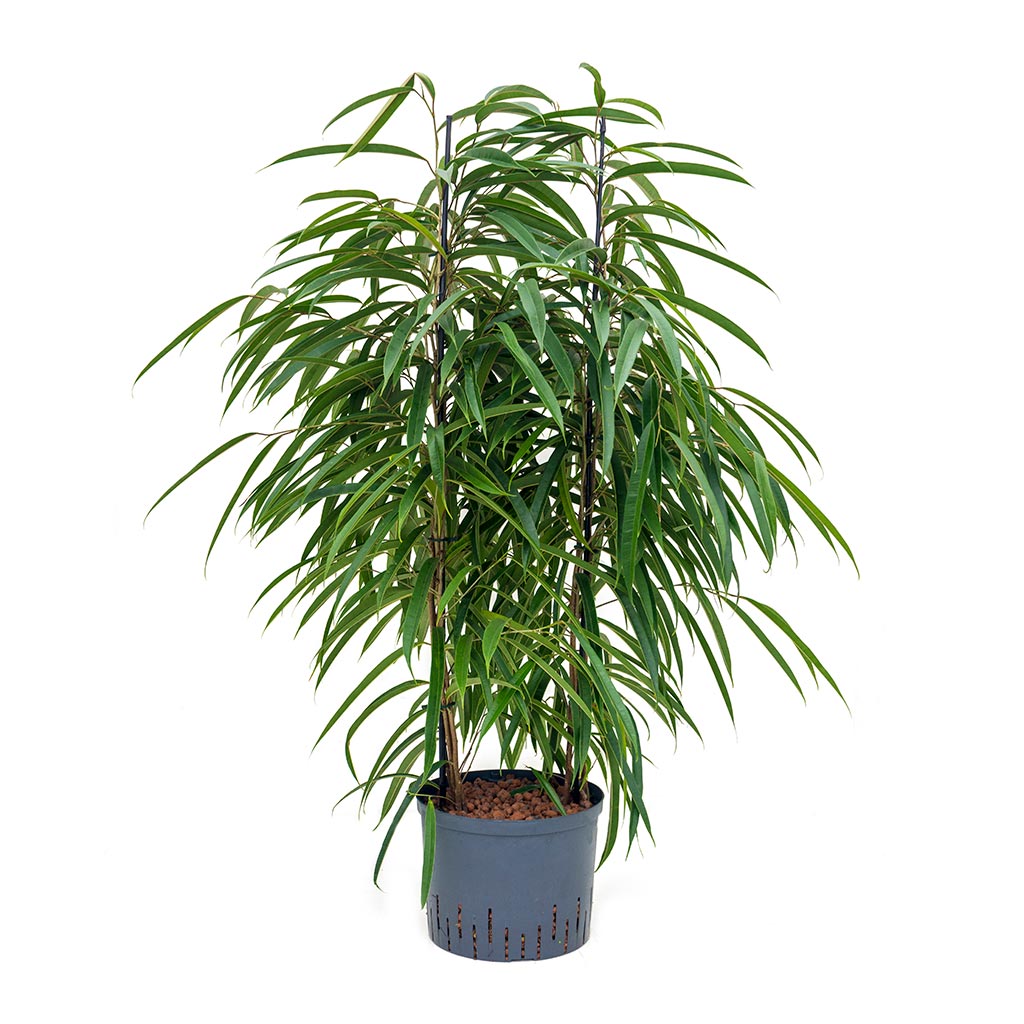 Ficus Alii Hydroculture Indoor Plants - Easy Care | Hortology - HORTOLOGY