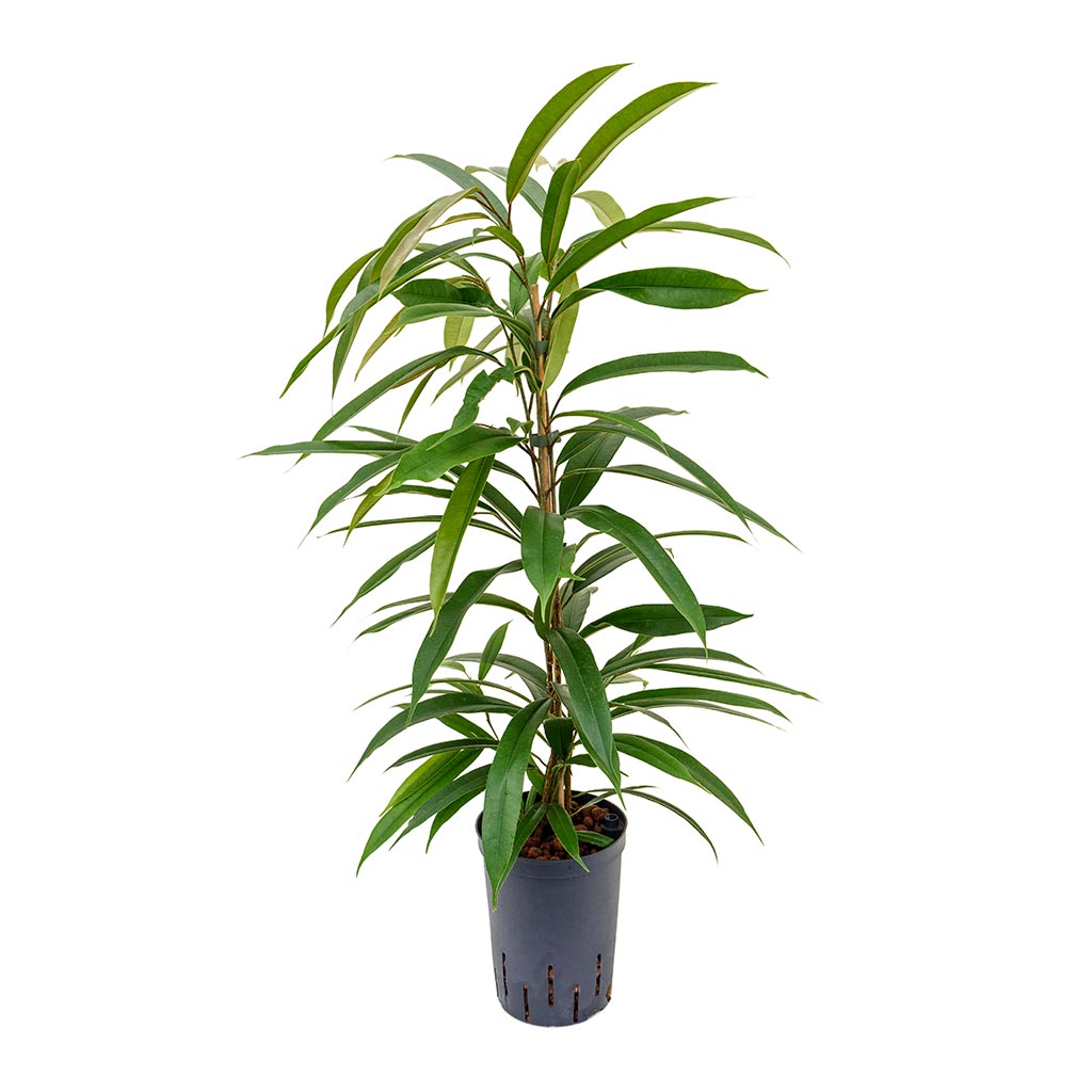 Ficus Amstel King Hydroculture Indoor Plants - Easy Care | Hortology ...
