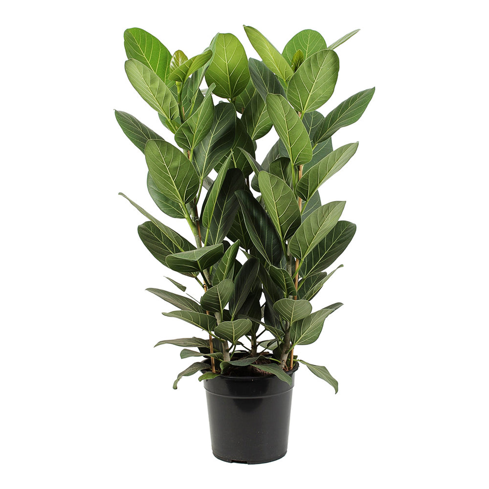 Ficus benghalensis Audrey - Bengal Fig Indoor Plants | Hortology ...