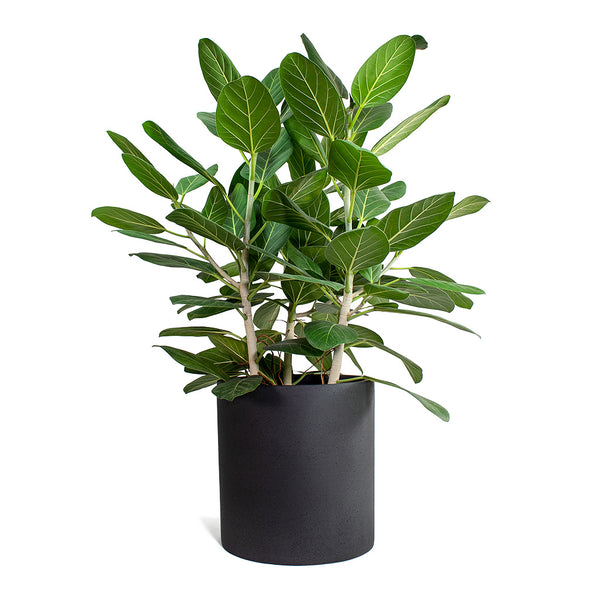 Max Refined Planter - Volcano Black - Quality Planters | Hortology