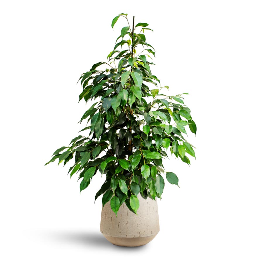Ficus benjamina Danielle Weeping Fig Easy Care Hydro Plant | Hortology ...