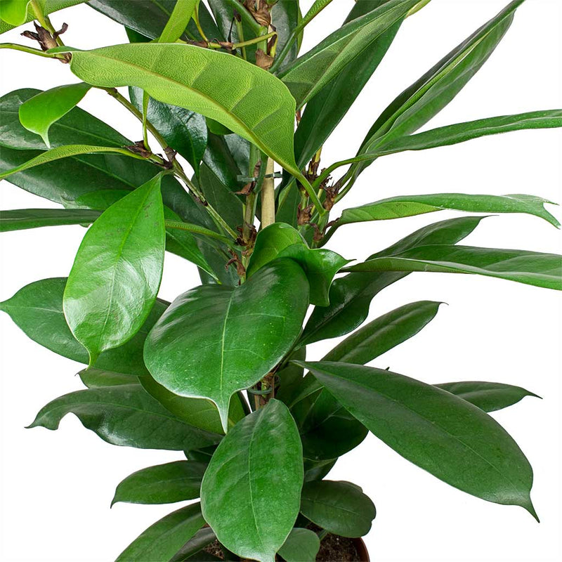 Ficus cyathistipula Hydroculture Indoor Plants - Easy Care | Hortology