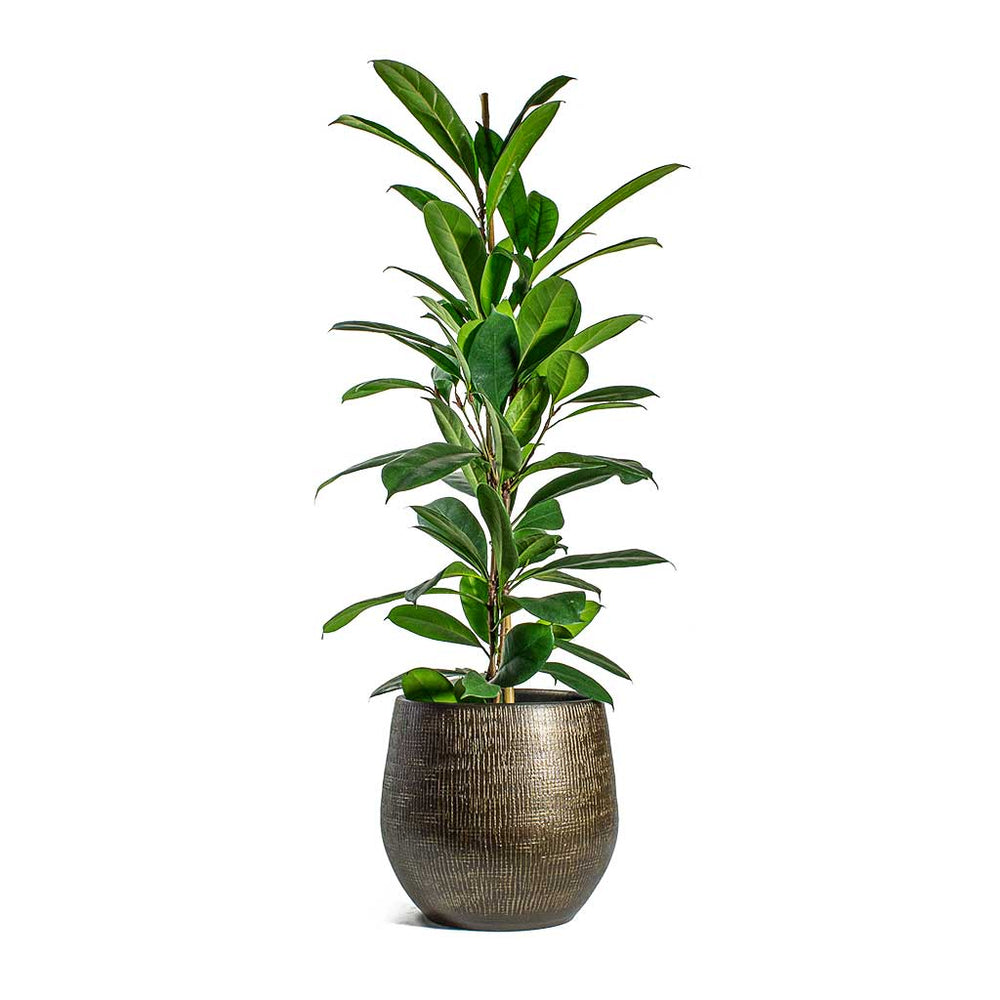 Ficus cyathistipula - African Fig Indoor Plants | Hortology - HORTOLOGY