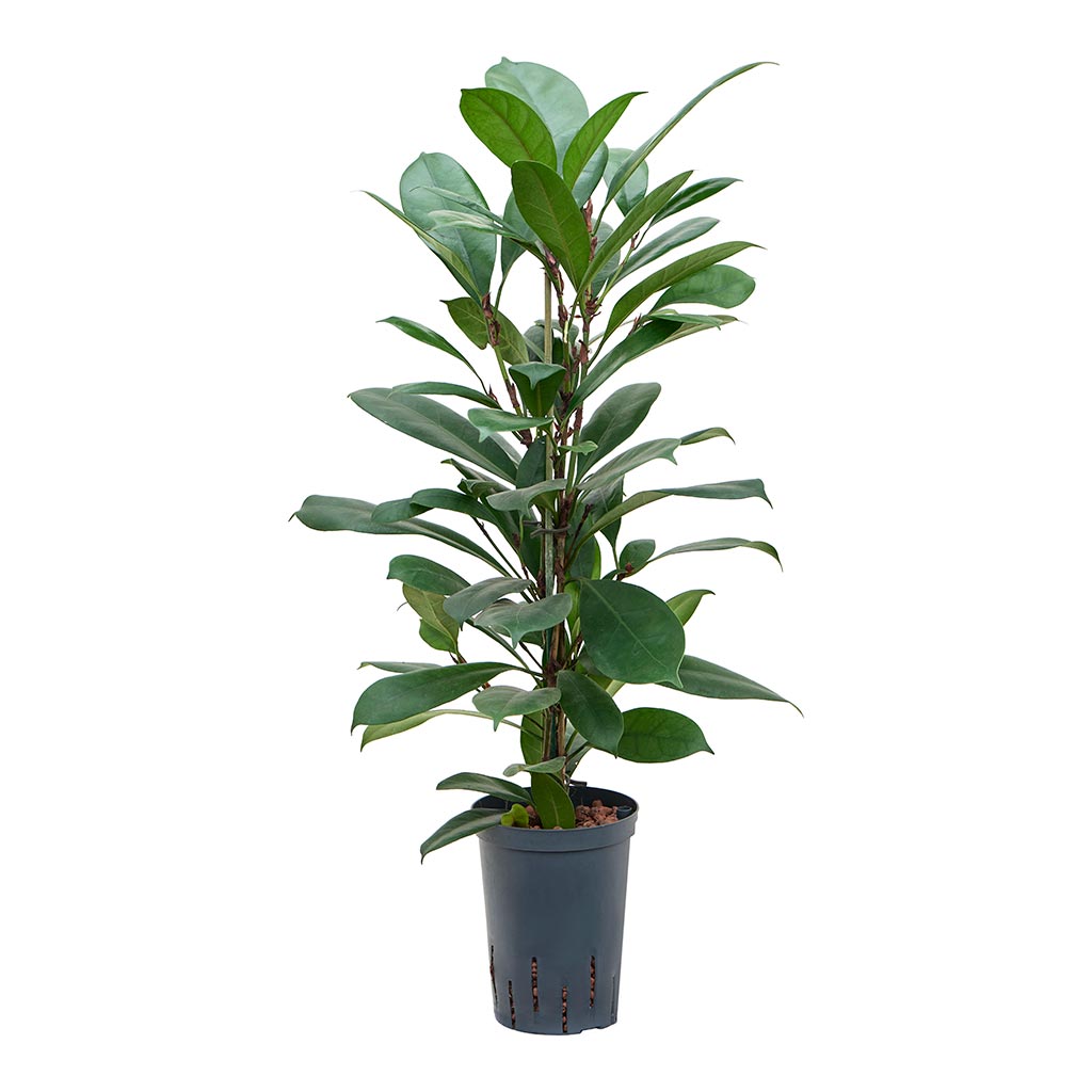 Ficus cyathistipula HydroCare® Indoor Plants - Easy Care | Hortology ...