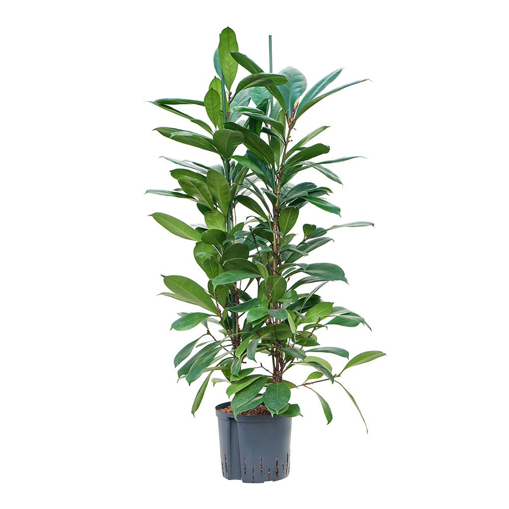 Ficus cyathistipula HydroCare® Indoor Plants - Easy Care | Hortology ...