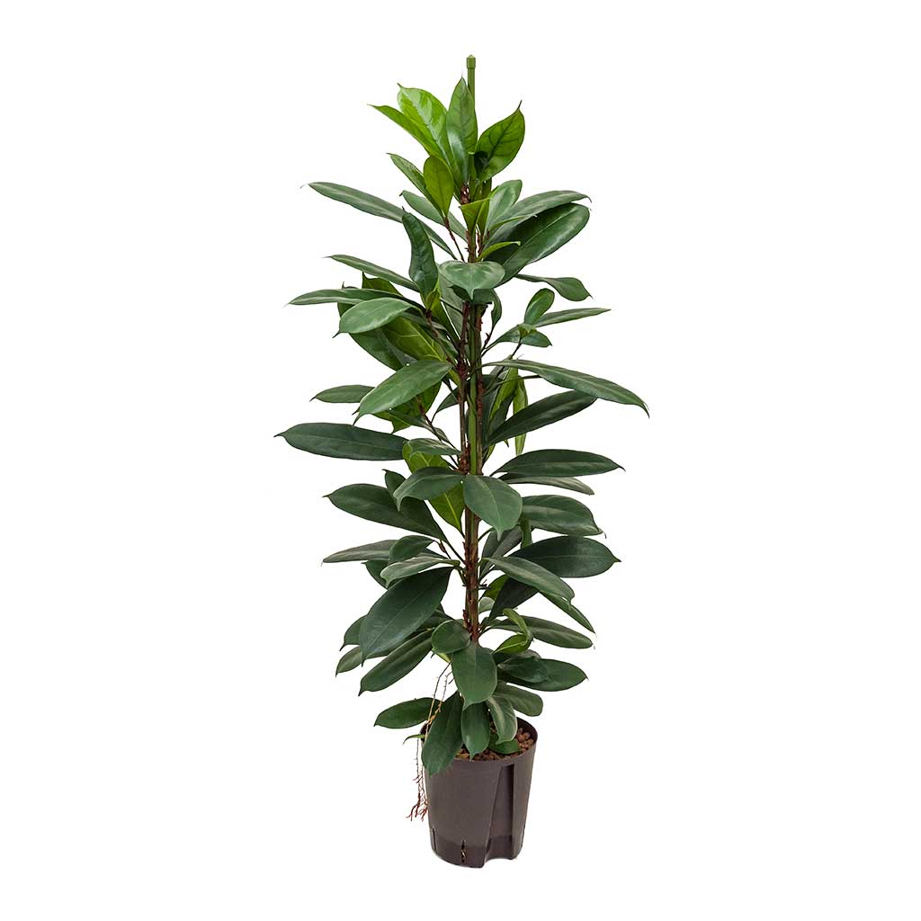 Ficus cyathistipula Hydroculture Indoor Plants - Easy Care | Hortology ...