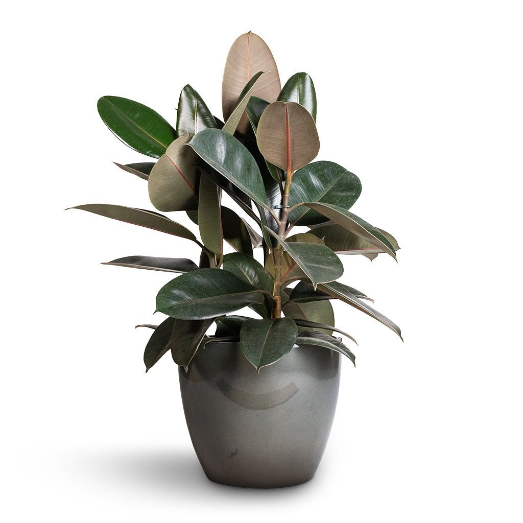 Ficus elastica Abidjan - Burgundy Rubber Plant Houseplants | Hortology ...