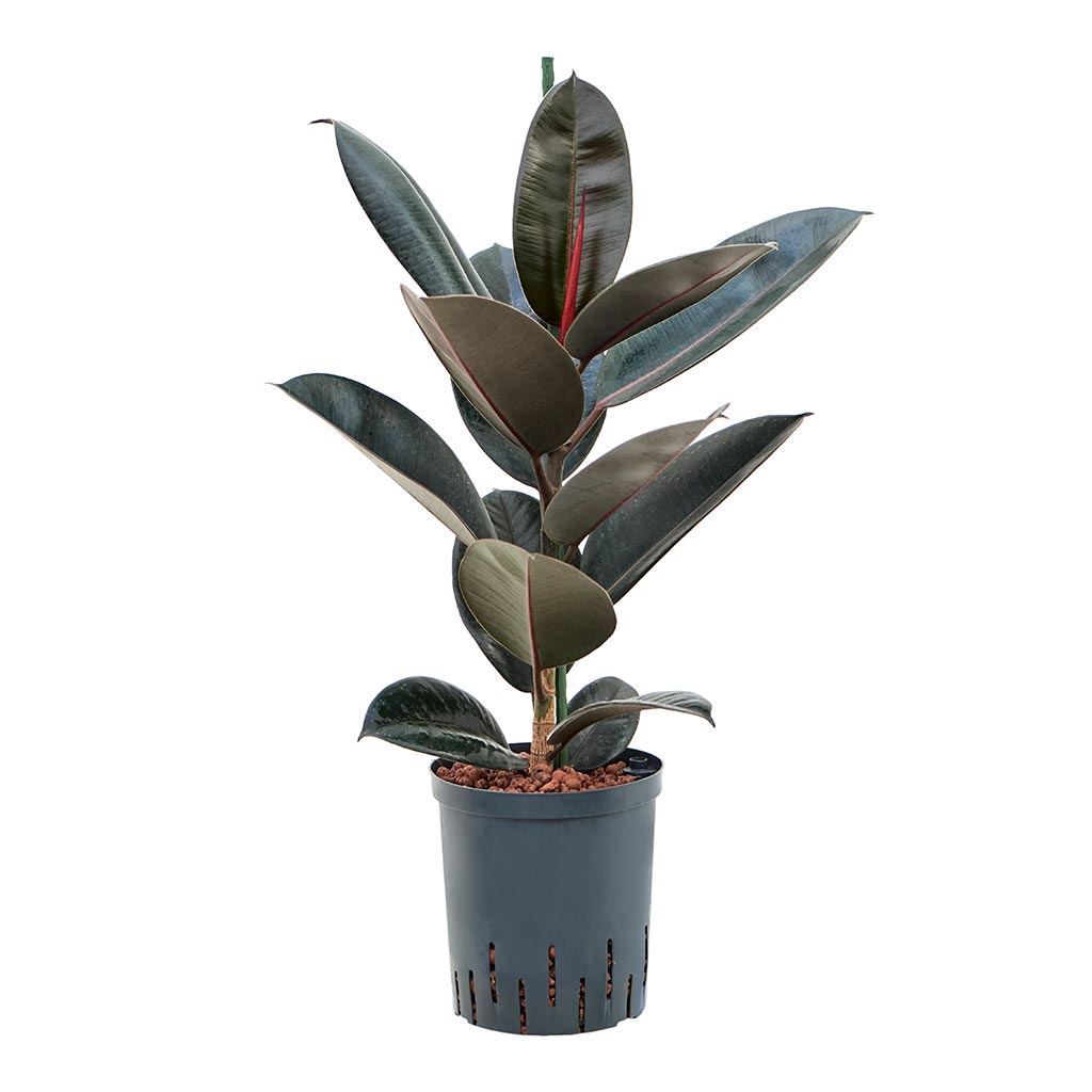 Ficus elastica Abidjan Hydroculture Plants - Easy Care | Hortology ...