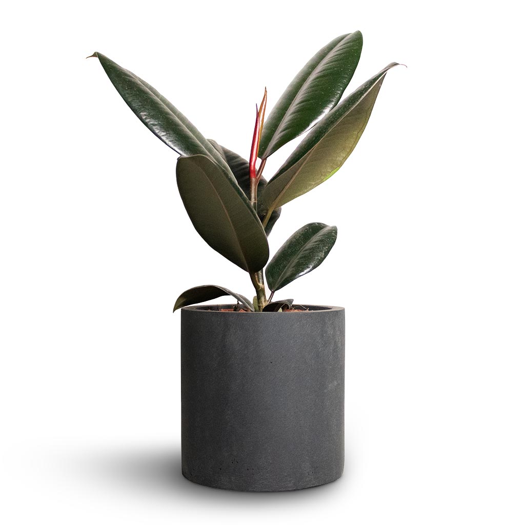 Ficus elastica Abidjan - Burgundy Rubber Plant Houseplants | Hortology ...