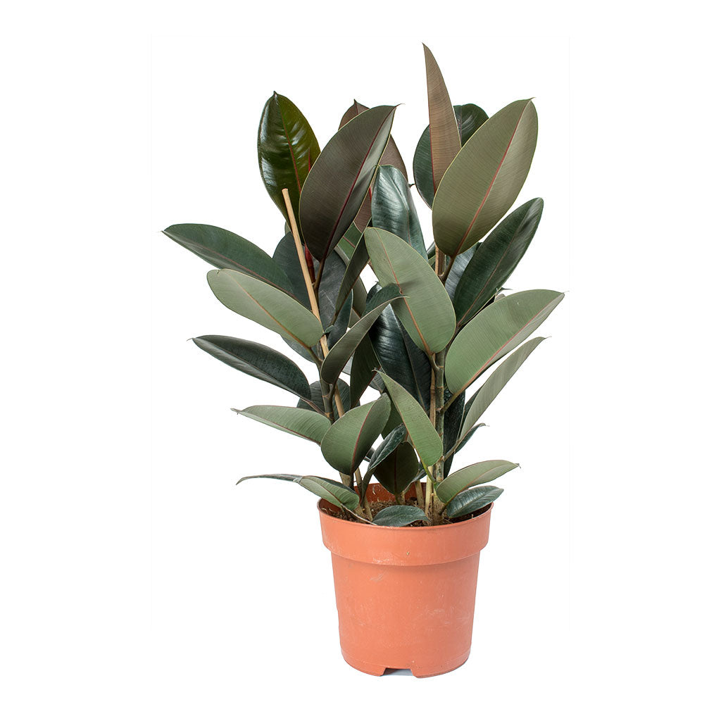 Ficus elastica Abidjan - Burgundy Rubber Plant Houseplants | Hortology ...
