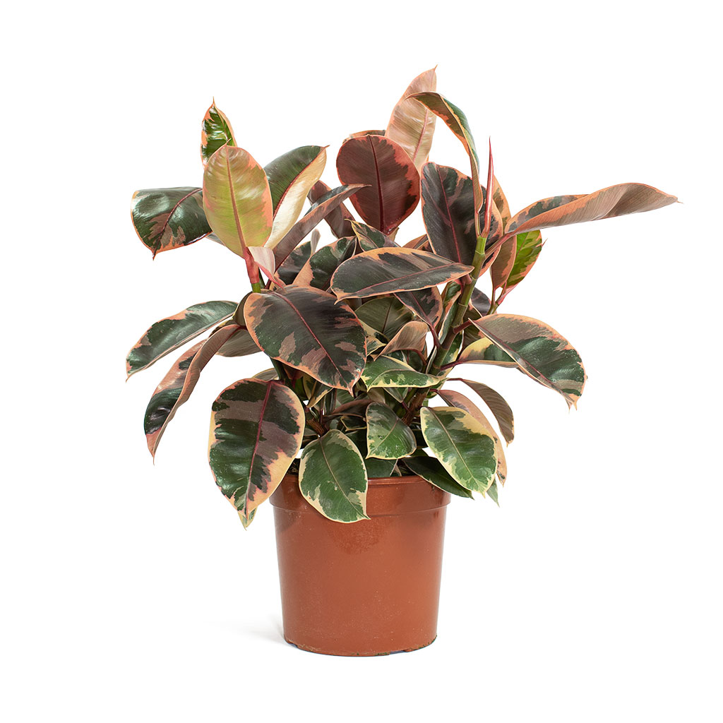 Ficus elastica Belize - Pink Rubber Plant - Quality Plants | Hortology ...