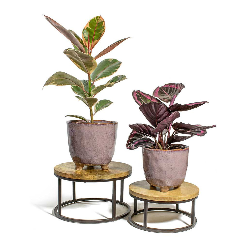 Ficus elastica Belize - Pink Rubber Plant - Quality Plants | Hortology ...