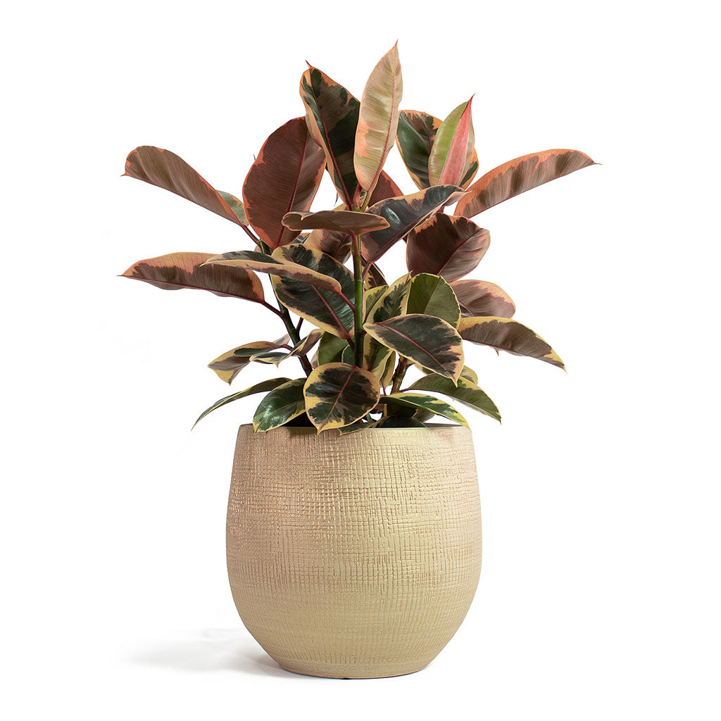 Ficus elastica Belize - Pink Rubber Plant - Quality Plants | Hortology ...