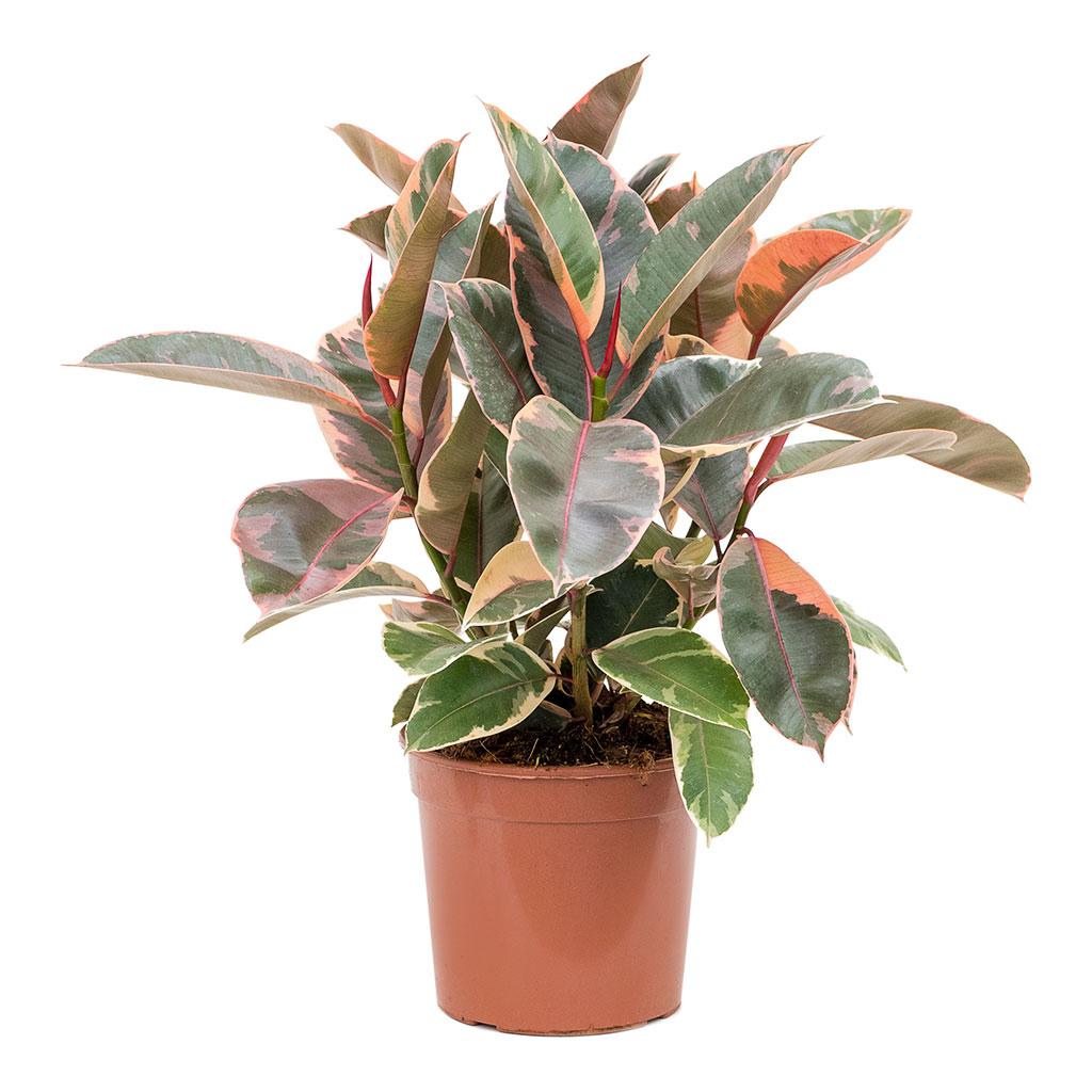 Ficus elastica Belize - Pink Rubber Plant - Quality Plants | Hortology ...