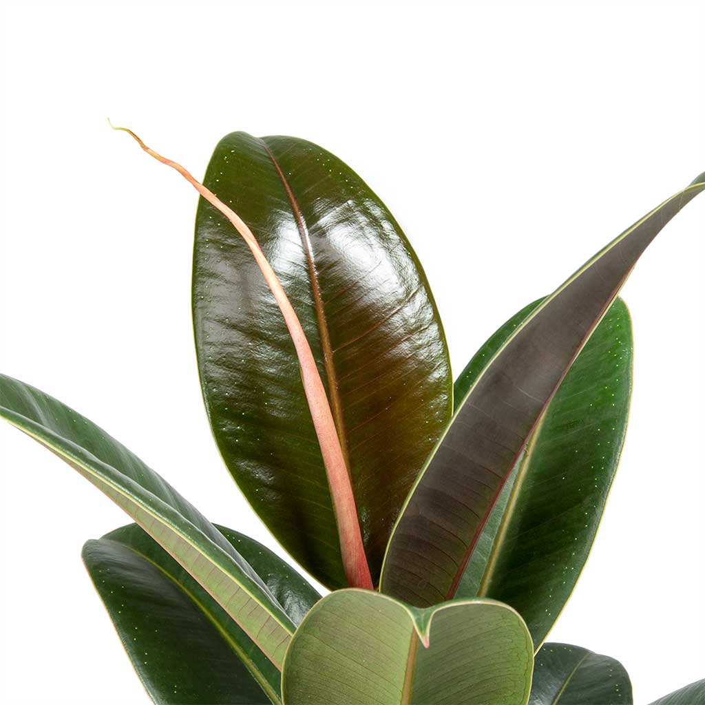 Ficus elastica Melany - Rubber Plant Houseplants | Hortology - HORTOLOGY