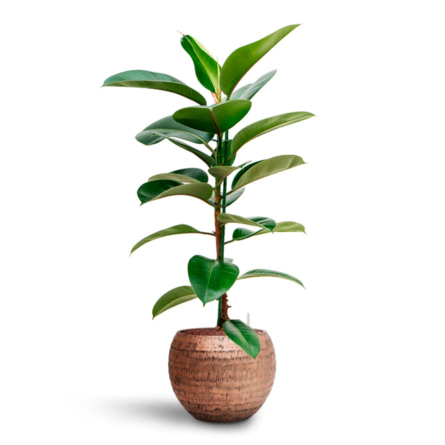Ficus elastica Robusta Rubber Plant - Easy Care Hydro | Hortology ...